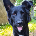 Lin - die_mit_den_Hunden