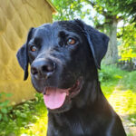 Lin - die_mit_den_Hunden