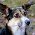 Lin - die_mit_den_Hunden