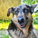 Lin - die_mit_den_Hunden